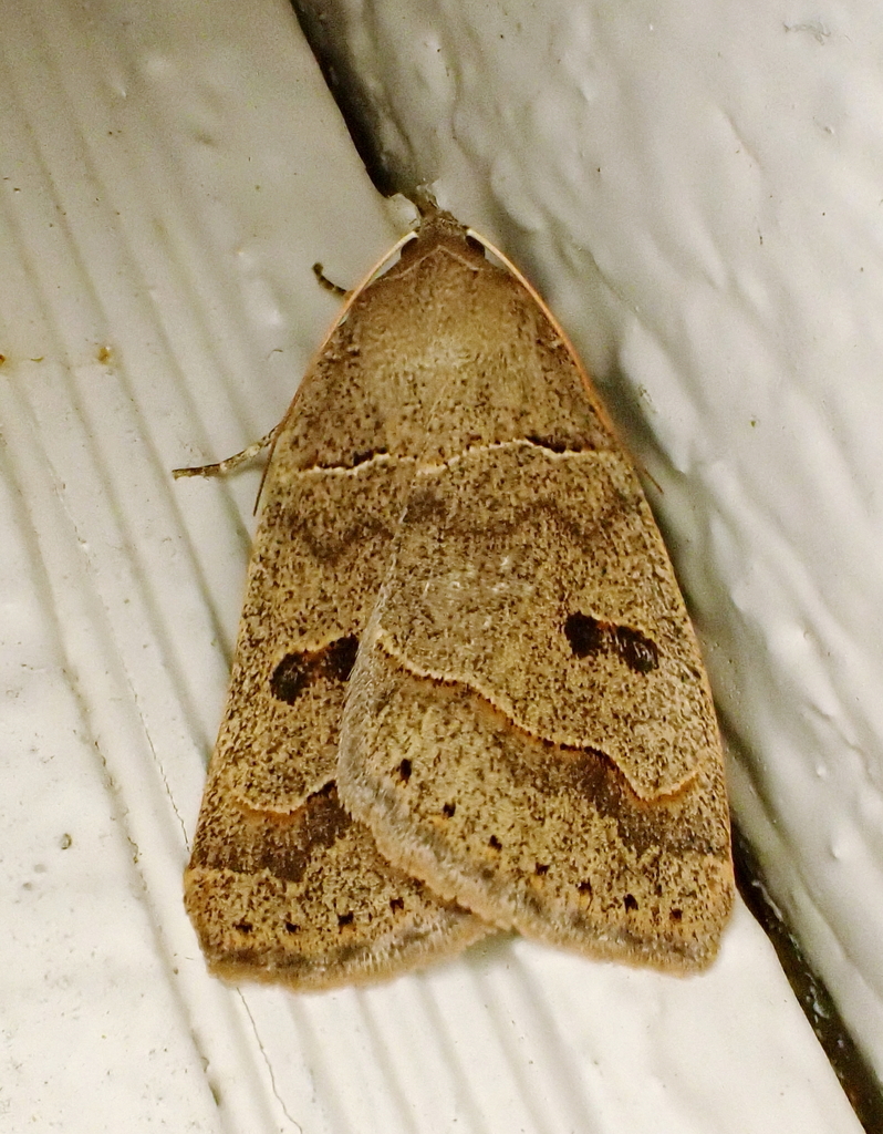 Common Oak Moth from Silverleaf Terrace, Richmond, VA 23236, USA on ...