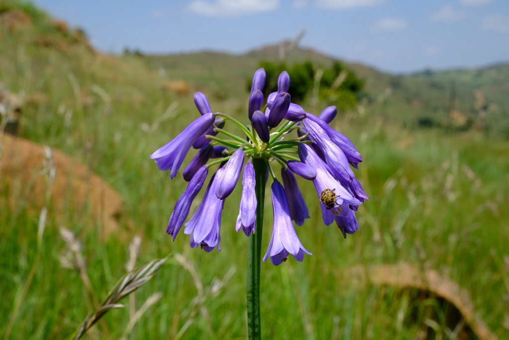 drooping agapanthus from l6 on February 15, 2024 at 12:52 PM by Nick ...