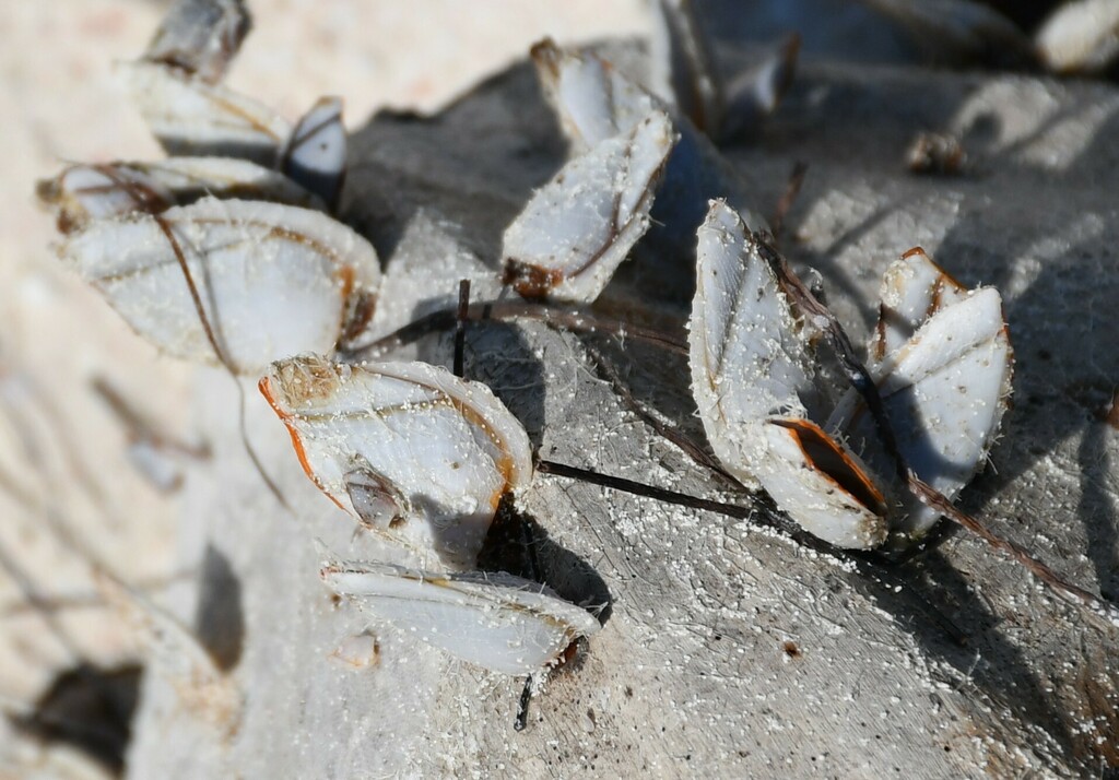 Goose Barnacle from Cayo Largo del Sur, Cuba on March 4, 2024 at 10:36 ...