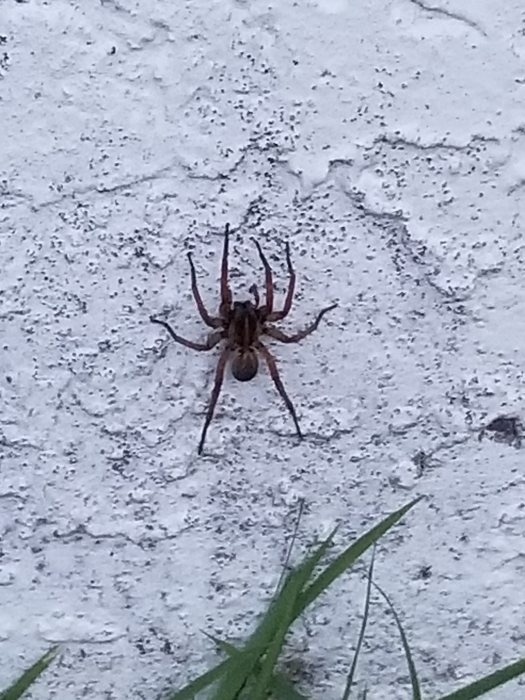 Field Wolf Spider from Hilltop St, Davenport, FL, US on March 2, 2024 ...
