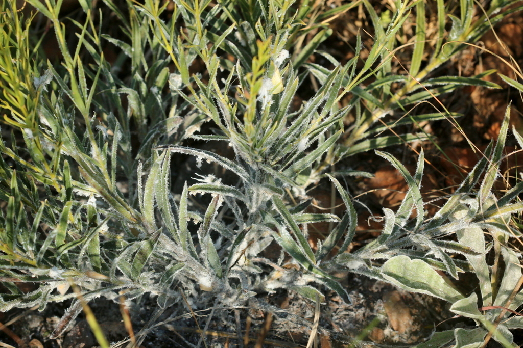 Butterfly Bush from Wonderboom, Pretoria, 0182, South Africa on March 5 ...