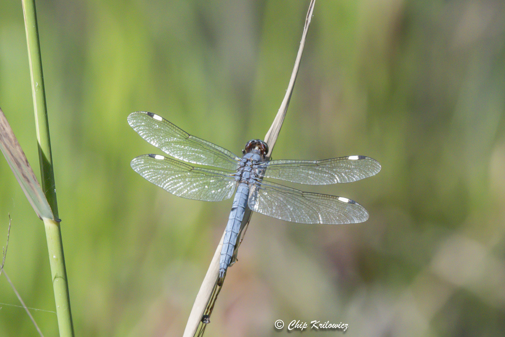 Spangled Skimmer from Winslow Township, NJ, USA on June 27, 2019 at 09: ...