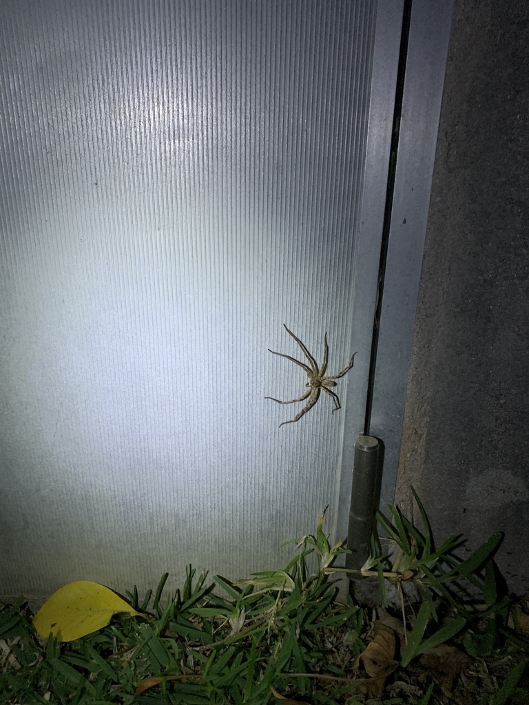 Pantropical Huntsman Spider from Kabira, Ishigaki, Okinawa, JP on March ...