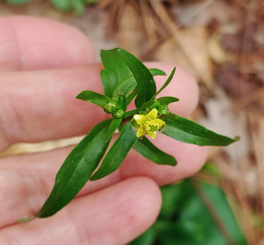 small-flowered buttercup from Mountain Park, GA, USA on March 5, 2024 ...