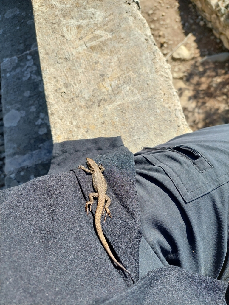 Madeira Lizard (Porto Santo) from Porto Santo Island, 9400, Portugal on ...