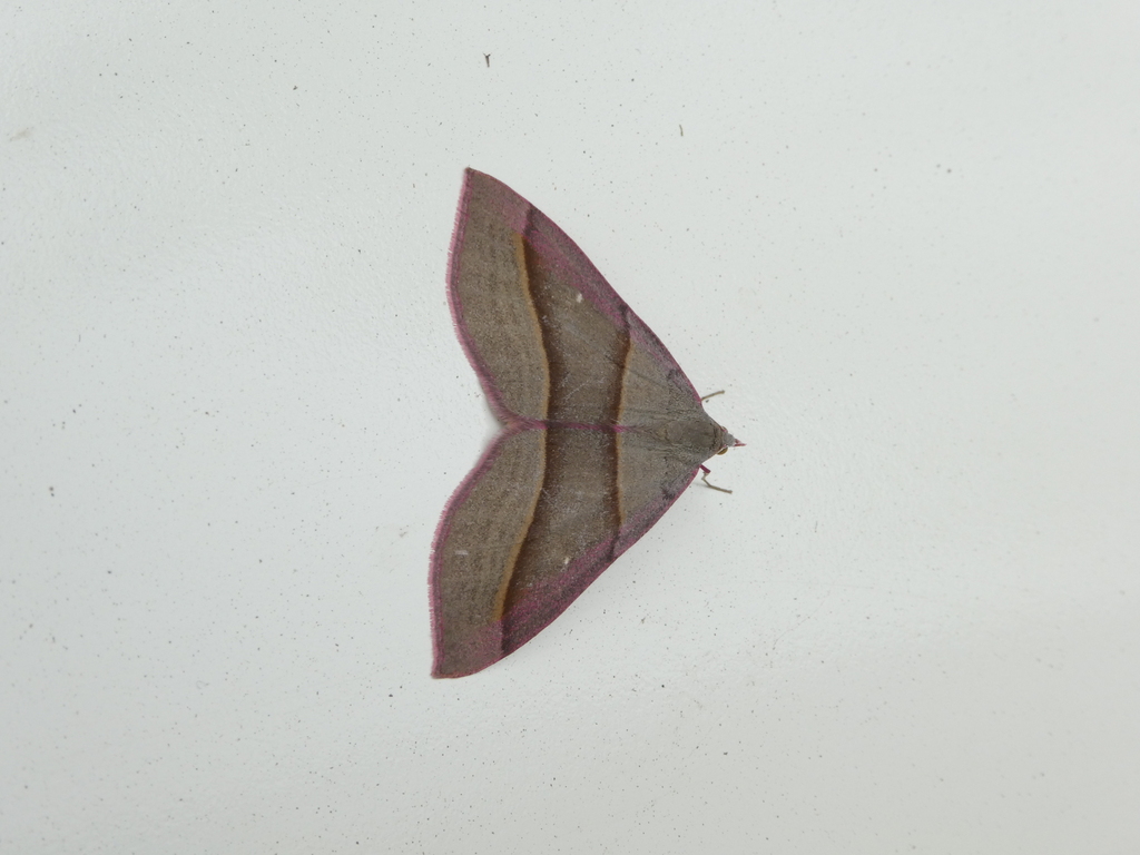 Geometer Moths from West Kameng, IN-AR, IN on March 30, 2018 at 08:29 ...