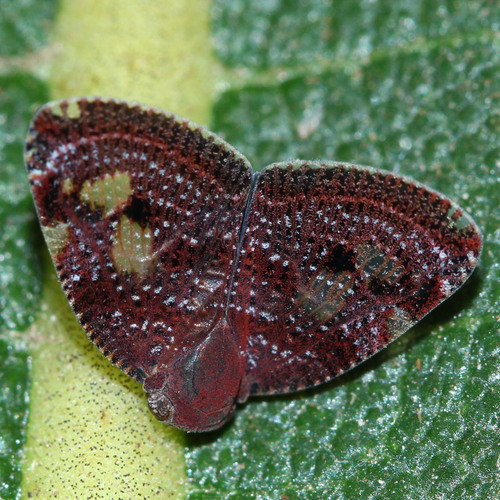 Ricania indicata · iNaturalist