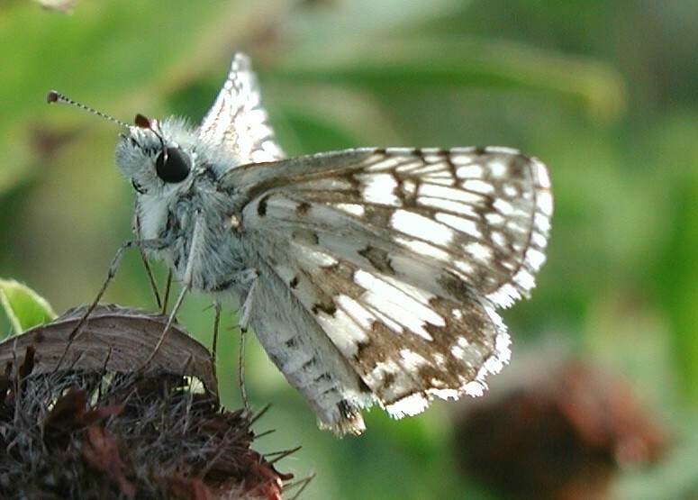 Common Checkered-Skipper (Southern Plains butterfly guide) · iNaturalist