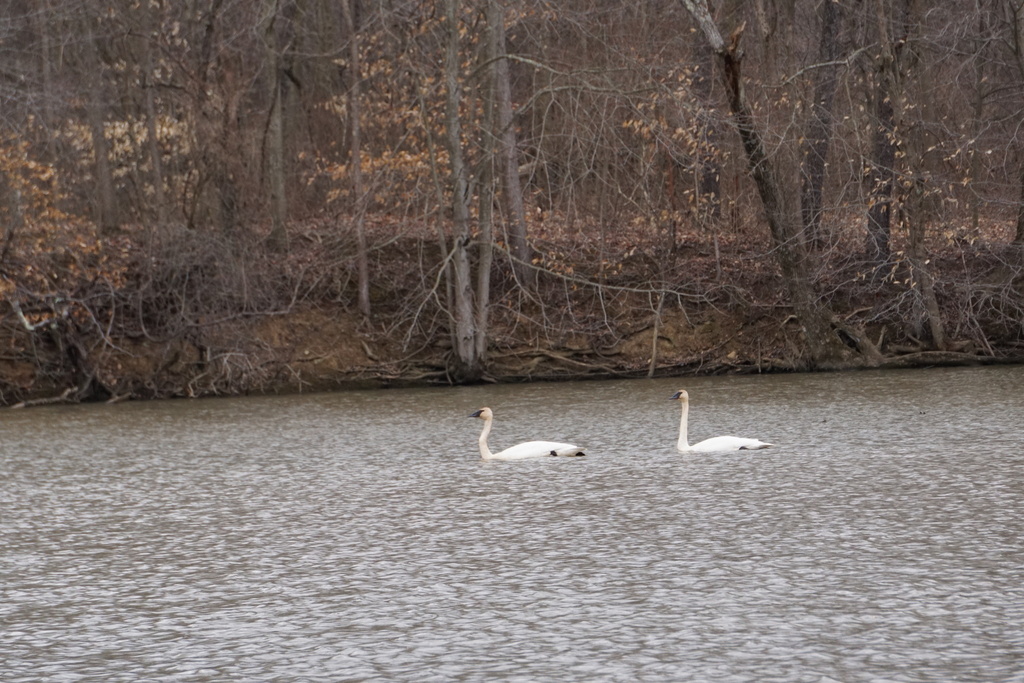 Trumpeter Swan from Richland County, OH, USA on March 5, 2024 at 12:26 ...