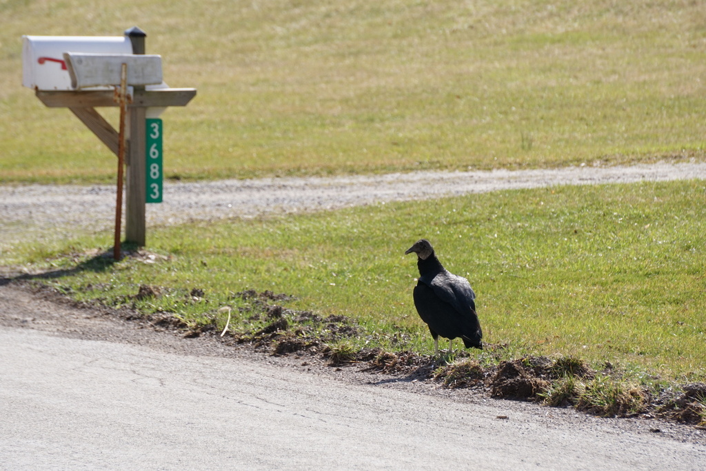 Black Vulture from Richland County, OH, USA on March 5, 2024 at 10:39 ...