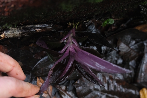 Crepidium metallicum · NaturaLista Colombia