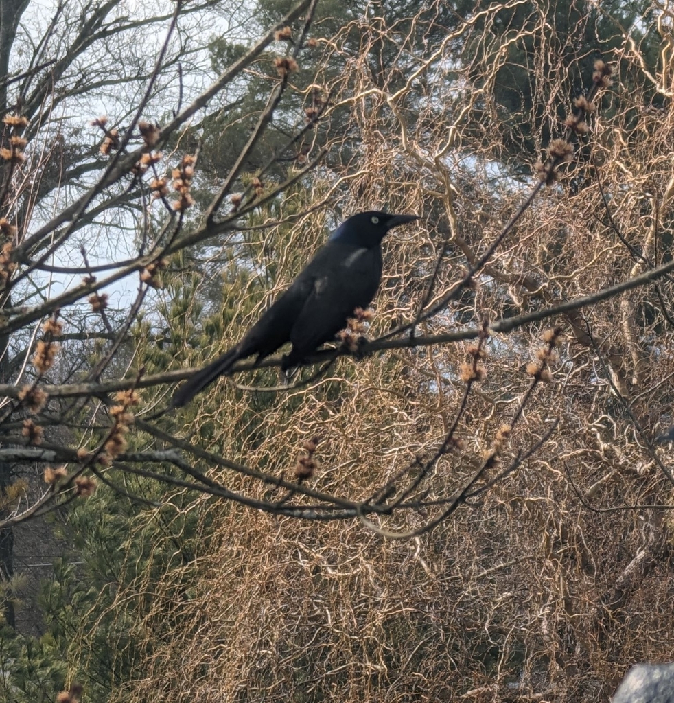 Common Grackle from Brunswick Hills Township, OH, USA on March 5, 2024 ...