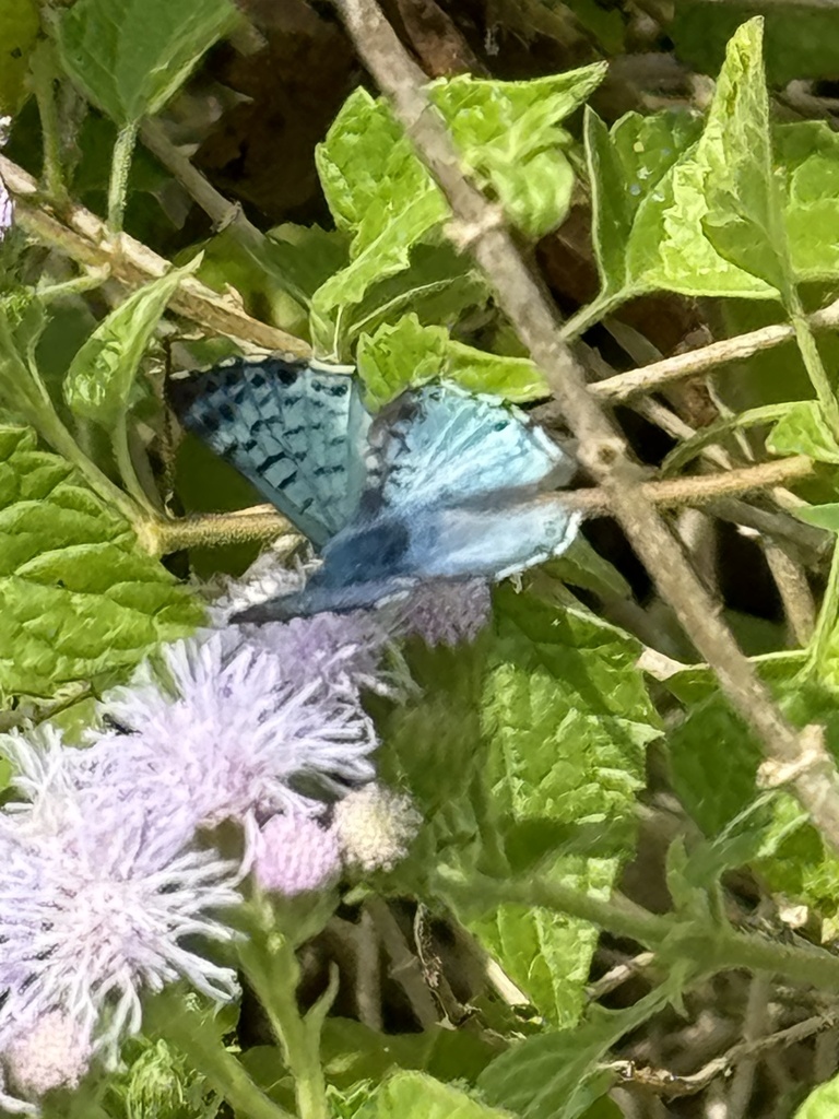 Blue Metalmark from New Carmen Ave, Brownsville, TX, US on March 5 ...