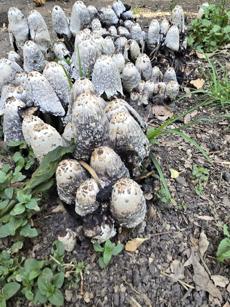 scaly ink cap from Hipódromo, 06100 Ciudad de México, CDMX, Mexico on ...