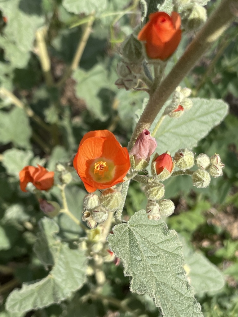 apricot mallow from Catalina Foothills, AZ, USA on March 5, 2024 at 09: ...