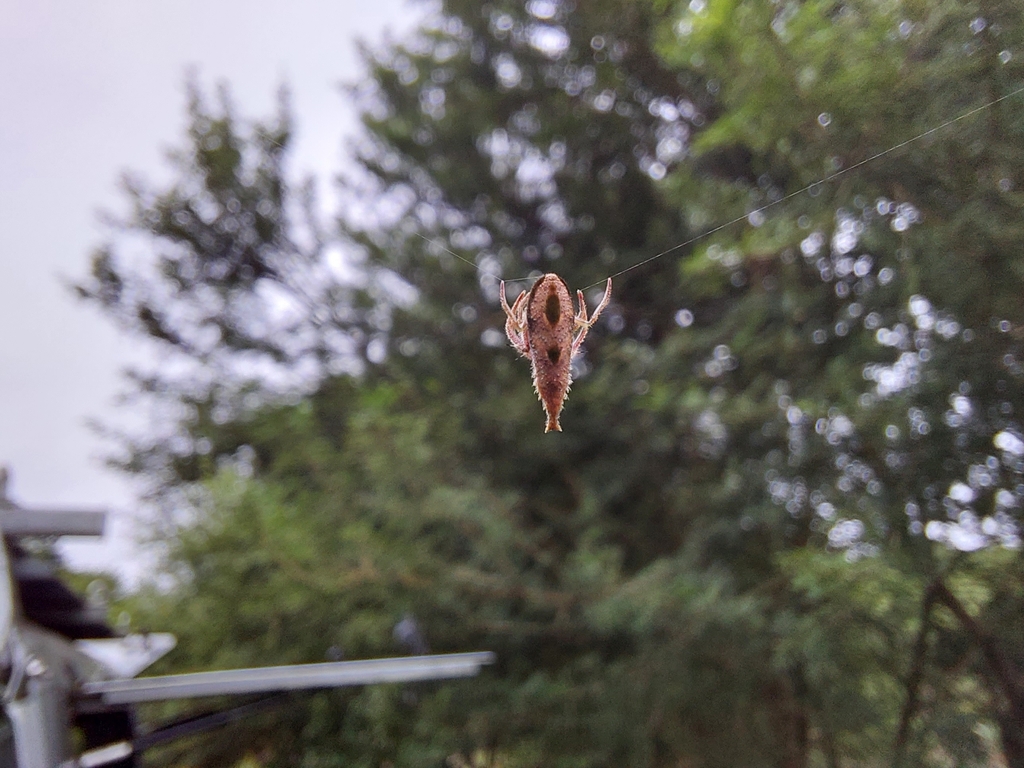 Poltys Tailed Orb-Web Spider from Mkhambathini Local Municipality ...