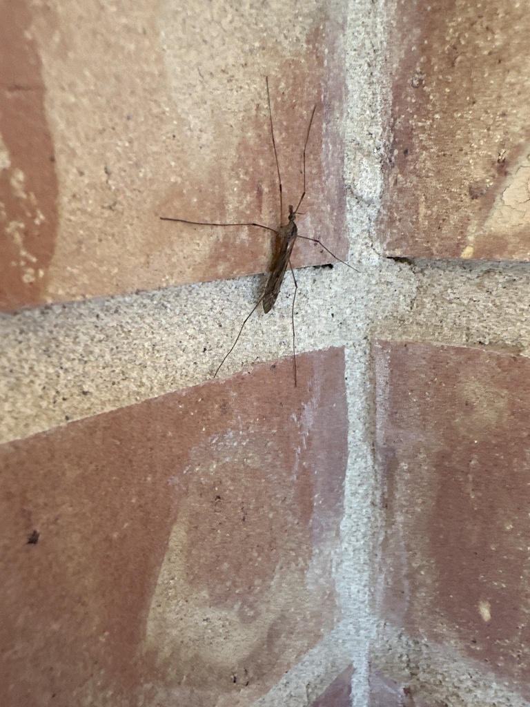 Crane Flies from Lyme Park, Spring Branch, TX, US on March 5, 2024 at ...