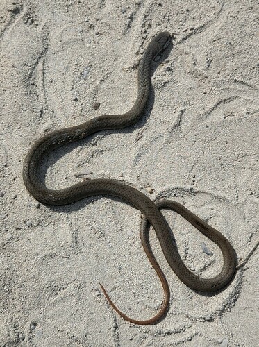 Cuban Racer (Cubophis cantherigerus) - Snakes and Lizards