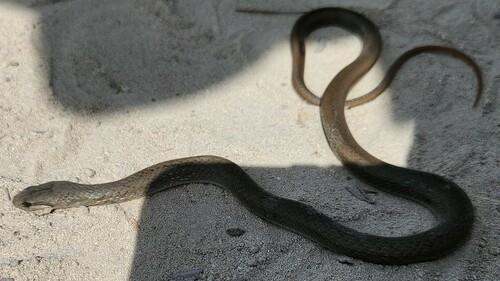Cuban Racer (Cubophis cantherigerus) - Snakes and Lizards
