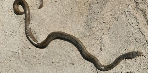Cuban Racer (Cubophis cantherigerus) - Snakes and Lizards
