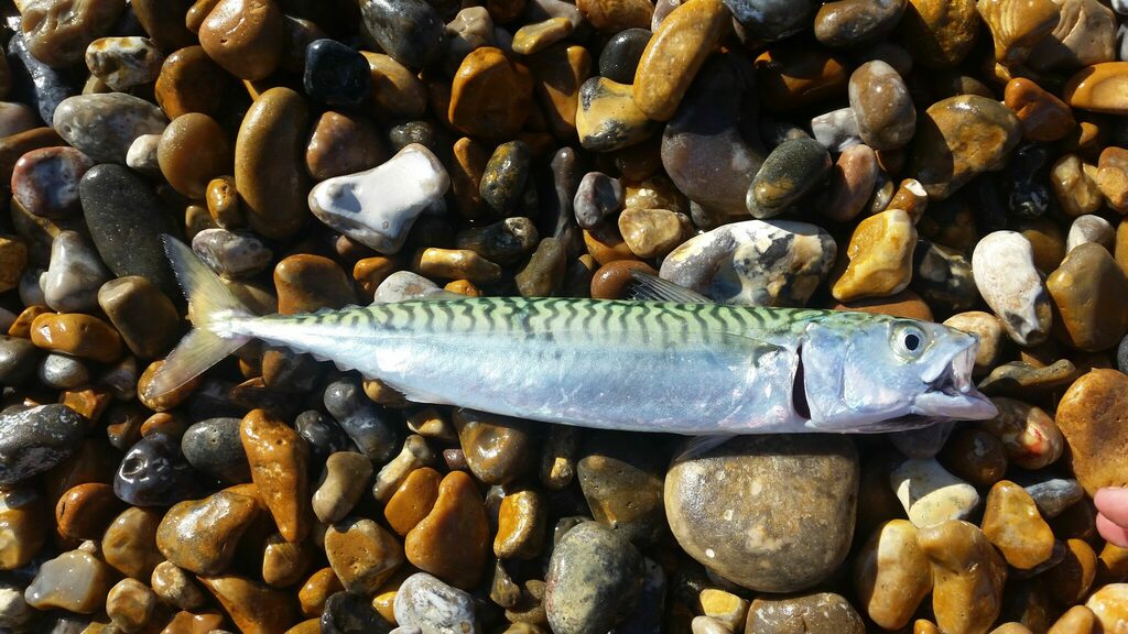 Atlantic Mackerel from Kent, England, GB on September 19, 2019 at 02:42 ...