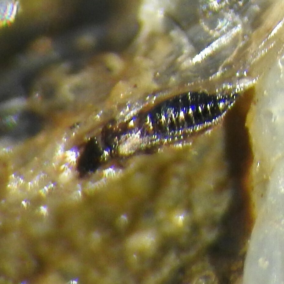 Winged and Once-winged Insects in March 2024 by Donna J. Parry. It was ...