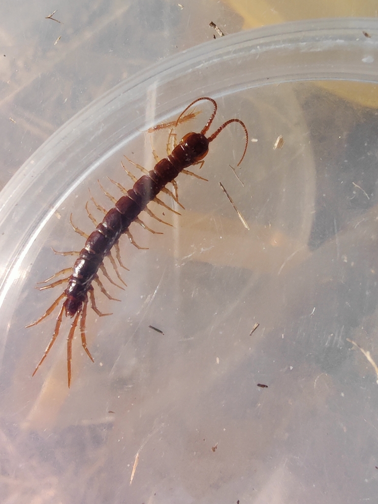 Brown Centipede from Swannanoa, New Zealand on March 6, 2024 at 10:21 ...