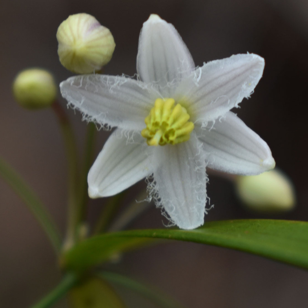 Wombat Berry from Silver Valley QLD 4872, Australia on December 18 ...
