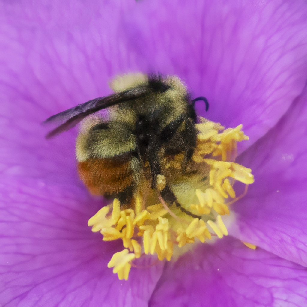 Great Basin Bumble Bee from 6 miles SE of Meeker, Rio Blanco County, CO ...