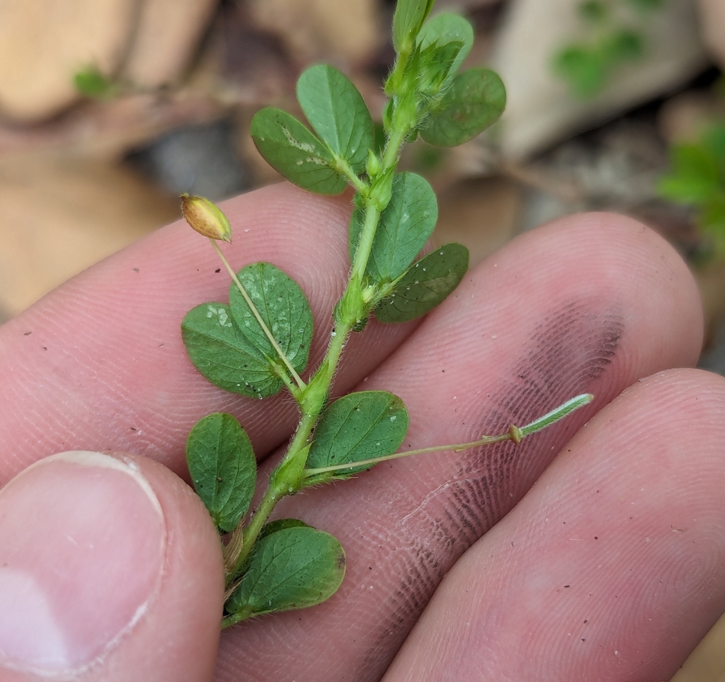 roundleaf sensitive pea from Tampa, FL 33612, USA on March 5, 2024 at ...
