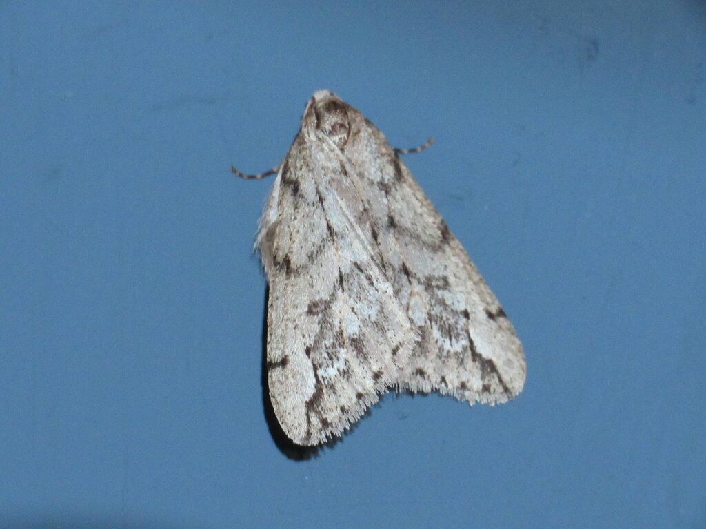 Spring Cankerworm Moth from Bellbrook, Greene County, OH, USA on March ...