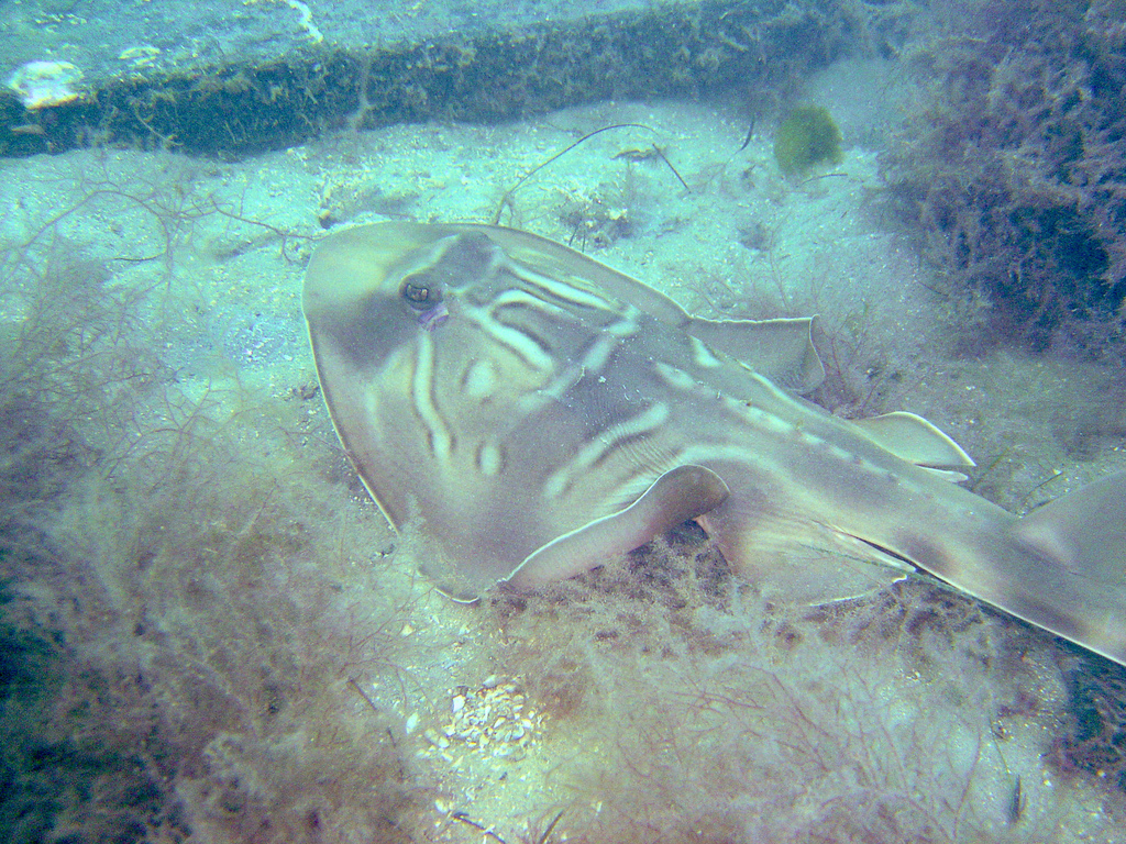 Southern Fiddler from Mornington P'sula - South, Victoria, Australia on ...