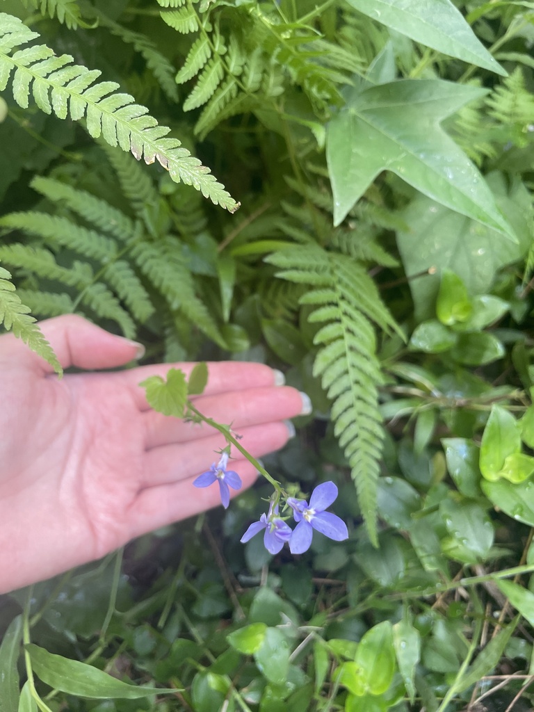 forest lobelia from Cutter Dr, Coffs Harbour, NSW, AU on March 6, 2024 ...