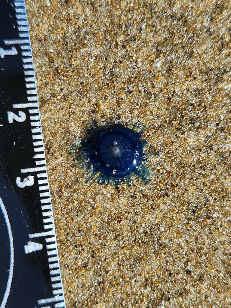 Blue Button from Northland, New Zealand on March 6, 2024 at 10:02 AM by ...