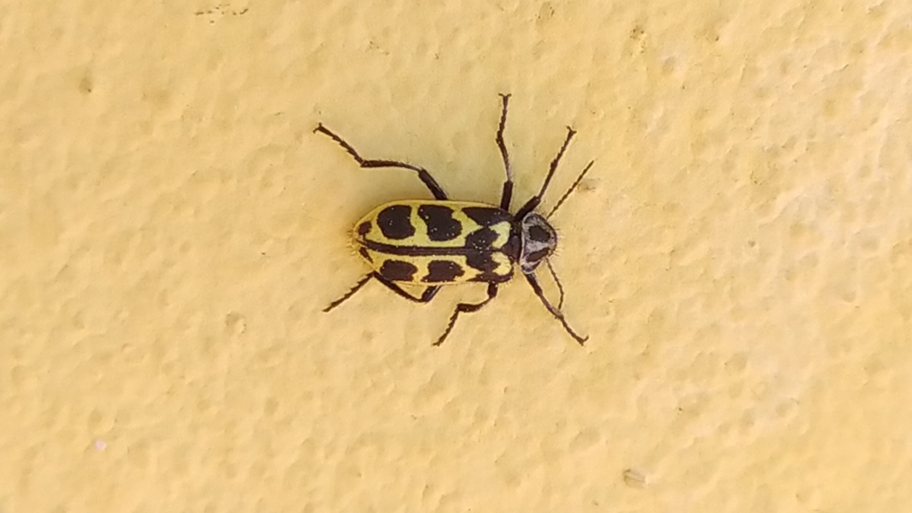 Spotted Maize Beetle from Santa Fe de la Vera Cruz, Santa Fe, Argentina ...