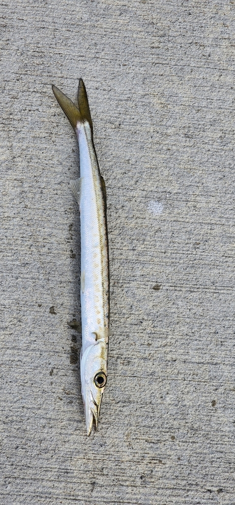 Snook from Esperance, WA, Australia on November 20, 2023 at 07:33 AM by ...