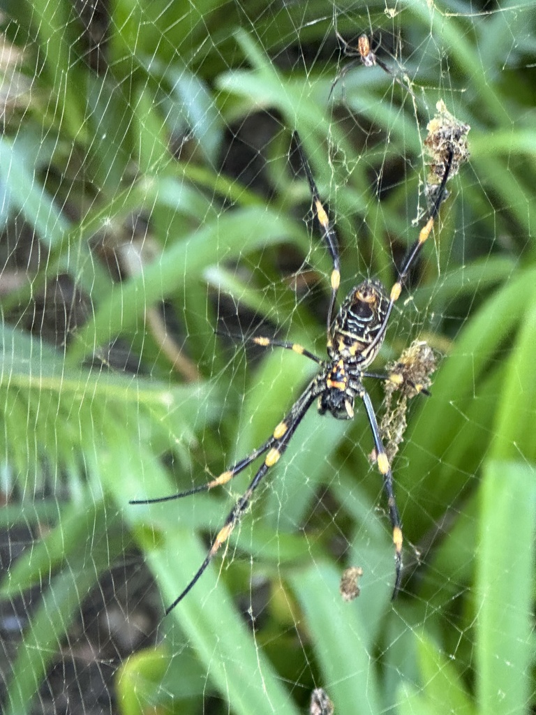 Tiger Spider from The Royal Botanic Gardens, Sydney, NSW, AU on March 6 ...