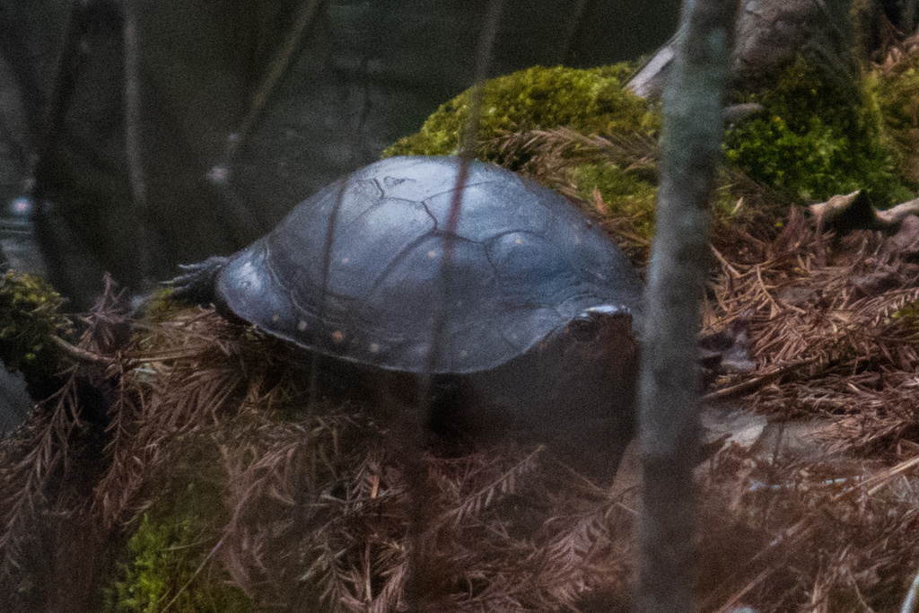 Spotted Turtle in March 2024 by aurora__ · iNaturalist