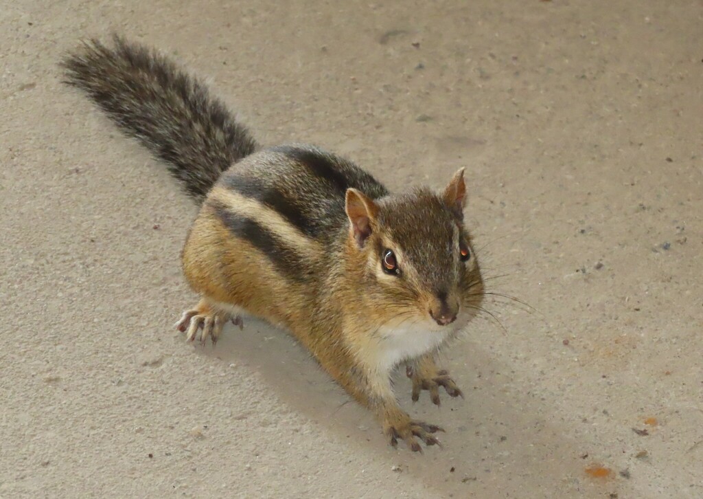 Eastern Chipmunk from Columbus, MN, USA on August 29, 2023 at 09:56 AM ...