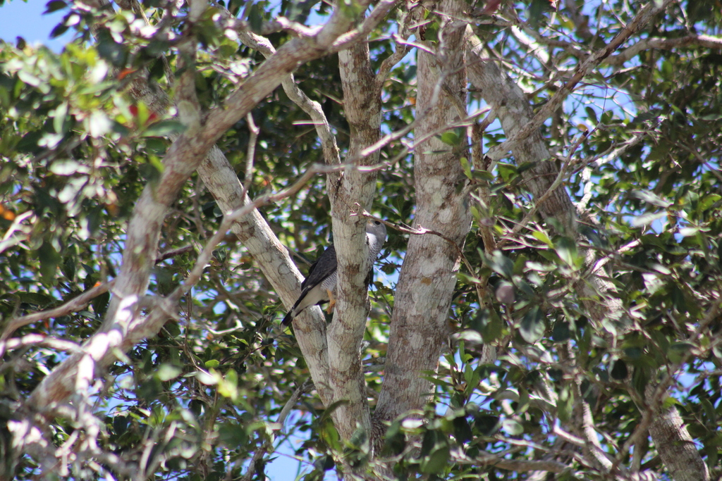 Gray Hawk in February 2024 by rene_vela · iNaturalist