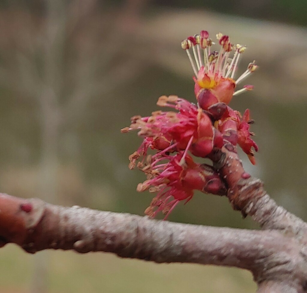 red maple from Mountain Park, GA, USA on March 5, 2024 at 10:27 AM by ...