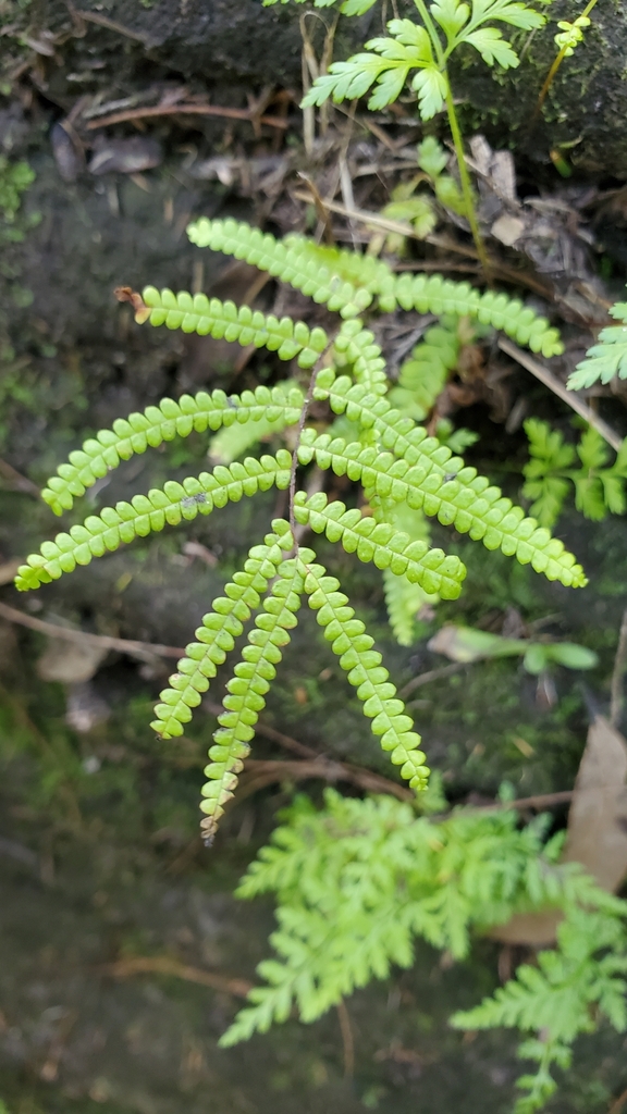 scrambling coral-fern from Mosman, NSW 2088, Australia on March 5, 2024 ...