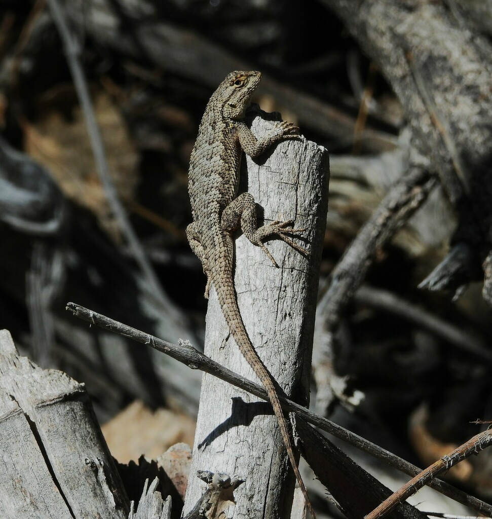 Western Fence Lizard from Whitewater Preserve, Riverside County, CA ...