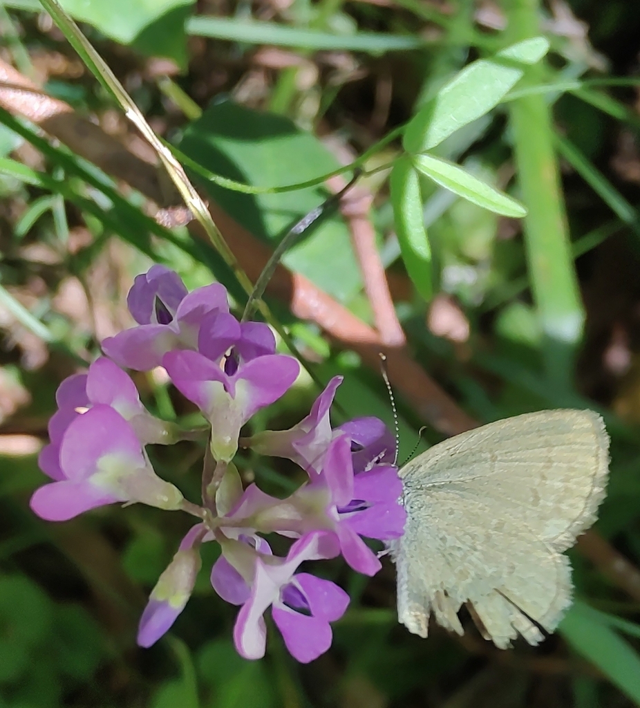Twining Glycine from Mount Pleasant NSW 2519, Australia on March 5 ...
