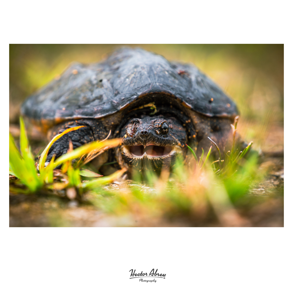 Common Snapping Turtle from Tiny, ON, CA on August 7, 2023 at 11:00 AM ...