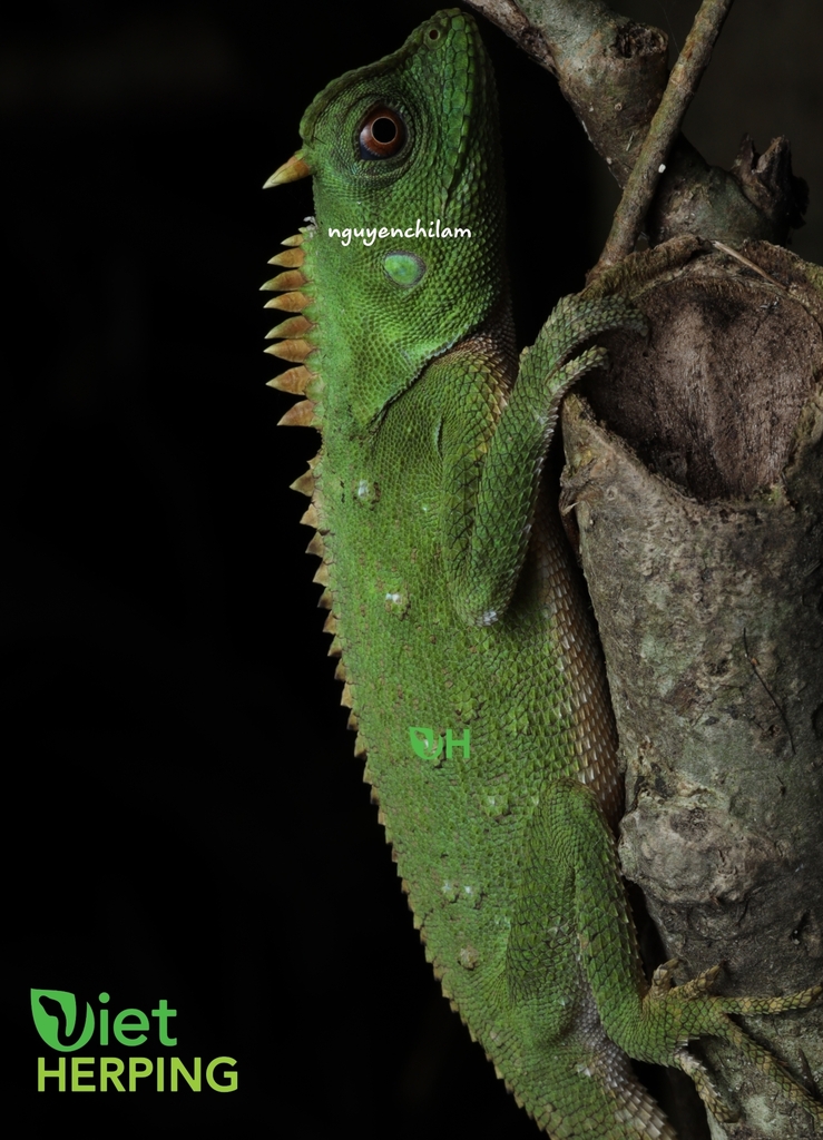 Green Pricklenape in February 2024 by Nguyễn Minh Phú · iNaturalist