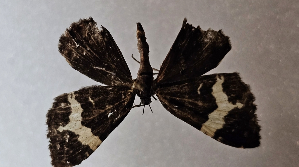 Spear-marked and White-banded Black Moths from Laurel Run, PA, USA on ...