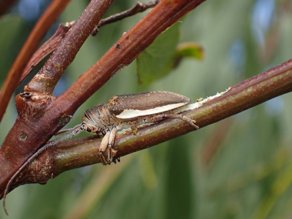 Rhytiphora decipiens from Tyabb Bushland Reserve, 1A Woods Rd ...