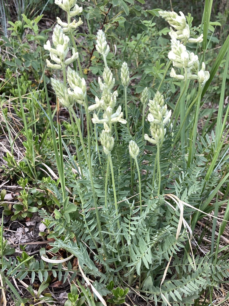 field locoweed from Calgary, AB, Canada on June 12, 2023 at 07:58 PM by ...