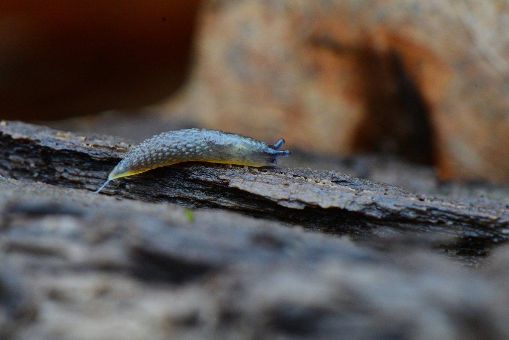 Hedgehog Slug from log on March 5, 2024 at 03:26 PM by zlang8 · iNaturalist